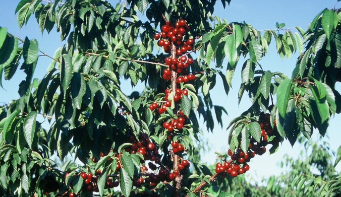 Gisela® Inc. Cherry Rootstocks: Cherry